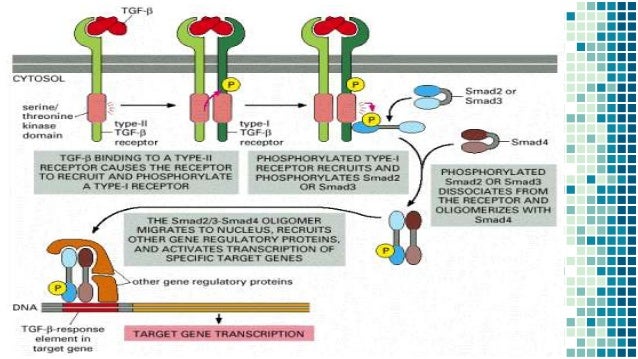 RECEPTOR SERINE THREONINE KINASE