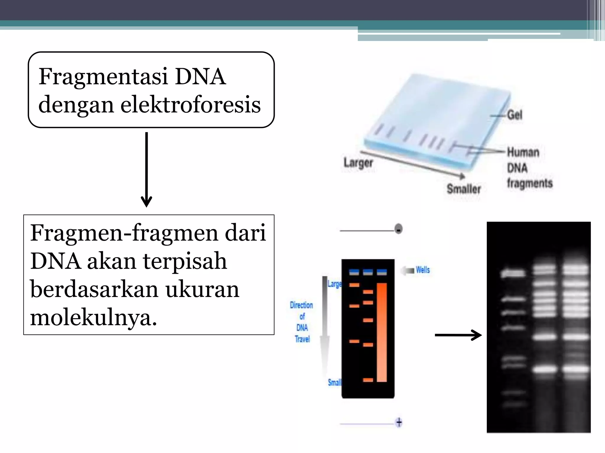 DNA sekensing dan hibridisasi | PPT