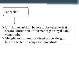 DNA sekensing dan hibridisasi | PPTX