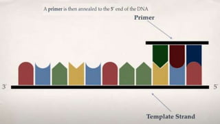 DNA Sequencing | PPT