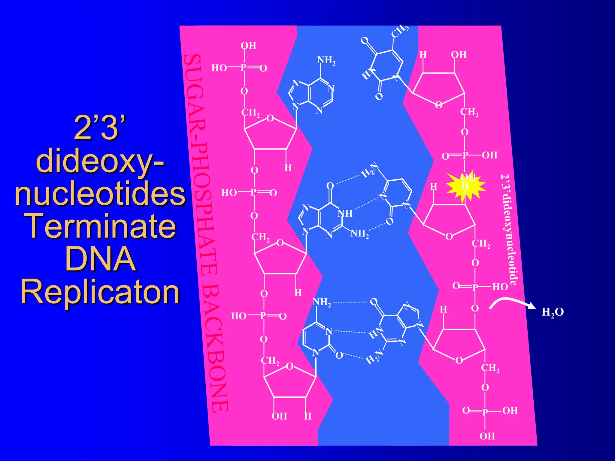 DNASeq and basis structure of Dna and its function | PPTX