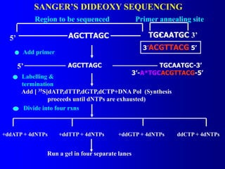 DNASeq and basis structure of Dna and its function | PPTX