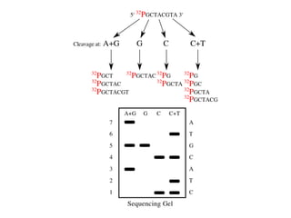DNA sequencing | PPTX