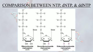 DNA SEQUENCE ANALYSIS.pdf