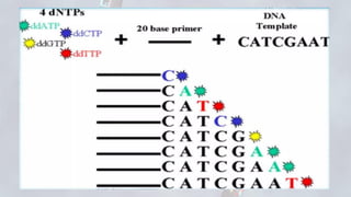 DNA SEQUENCE ANALYSIS.pdf