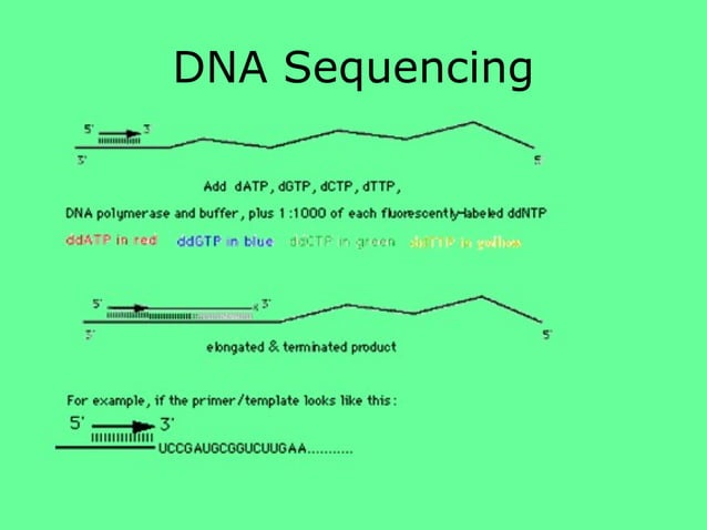 Dna sequencing | PPT