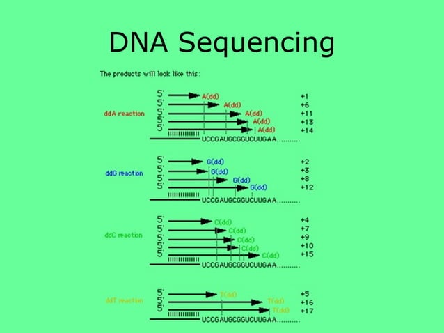 Dna sequencing | PPT