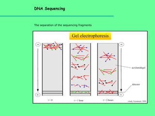 Dna sequencing | PPT