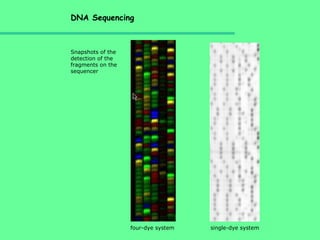 Dna sequencing | PPT