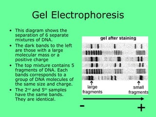 Dna sequencing | PPT
