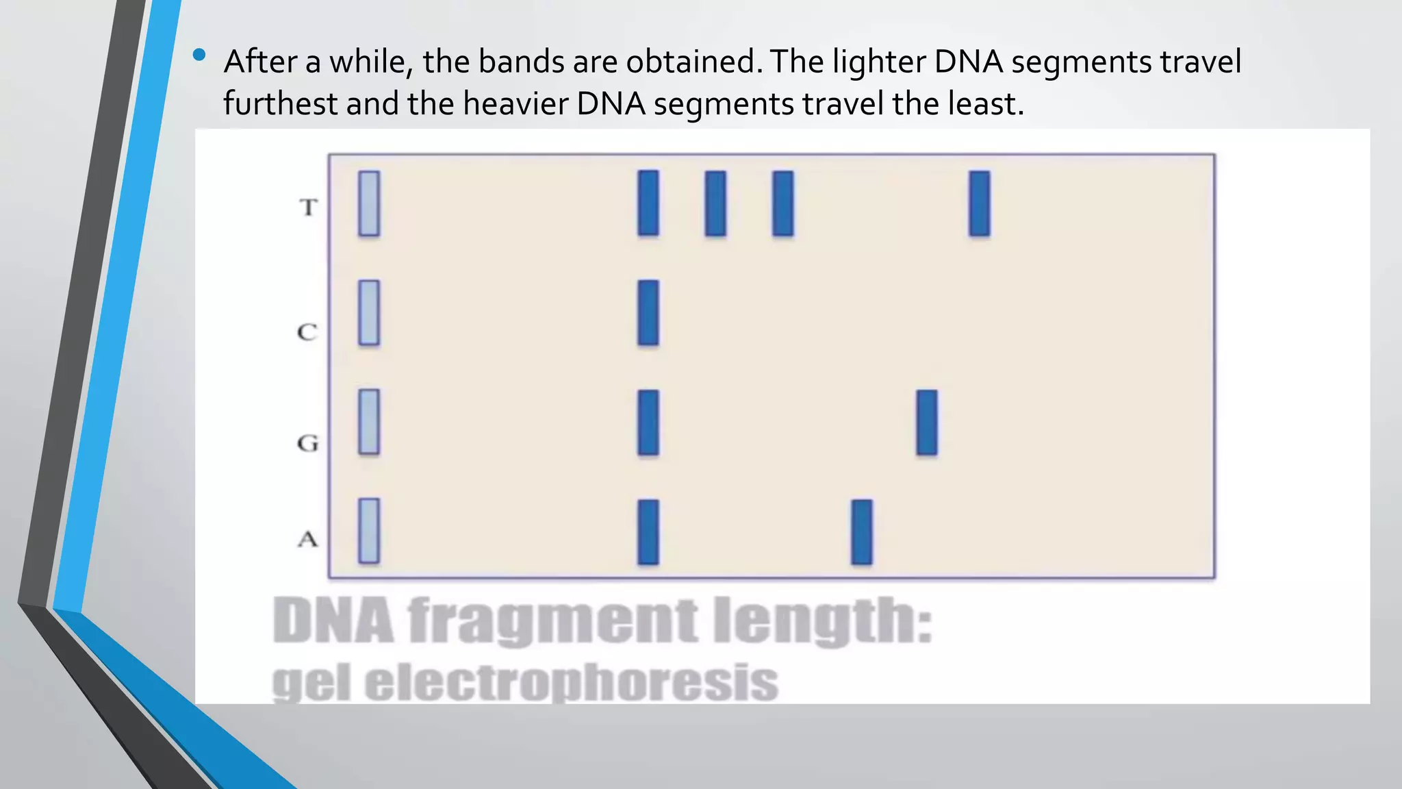 Dna sequencing by Dideoxy method | PPTX