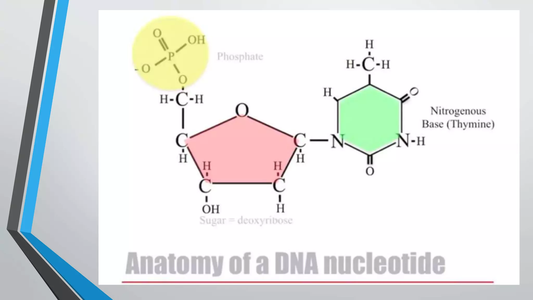 Dna sequencing by Dideoxy method | PPTX