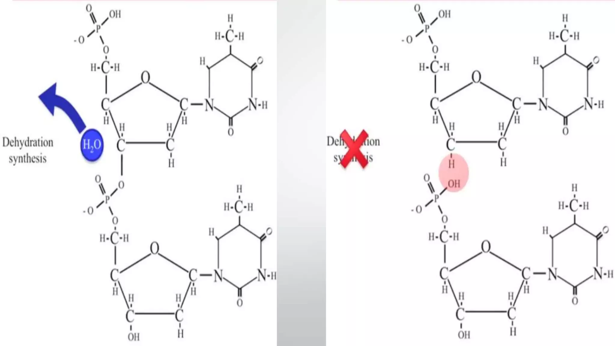 Dna sequencing by Dideoxy method | PPTX
