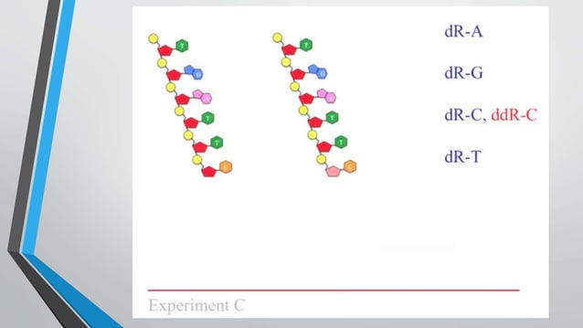 Dna sequencing by Dideoxy method | PPTX
