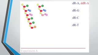 Dna sequencing by Dideoxy method | PPTX