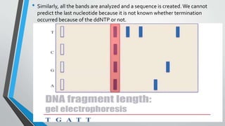 Dna sequencing by Dideoxy method | PPTX