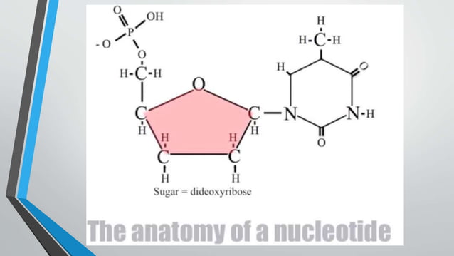 Dna sequencing by Dideoxy method | PPTX