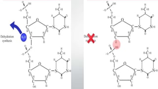 Dna sequencing by Dideoxy method | PPTX