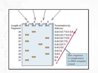 Dna sequencing methods | PPT