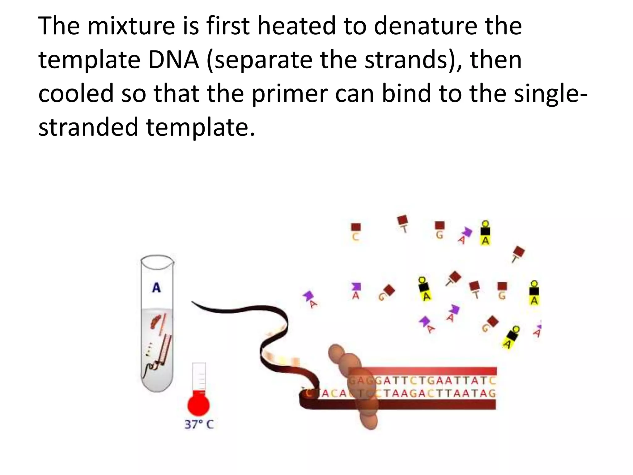 DNA Sequencing- Sanger's Method | PPTX