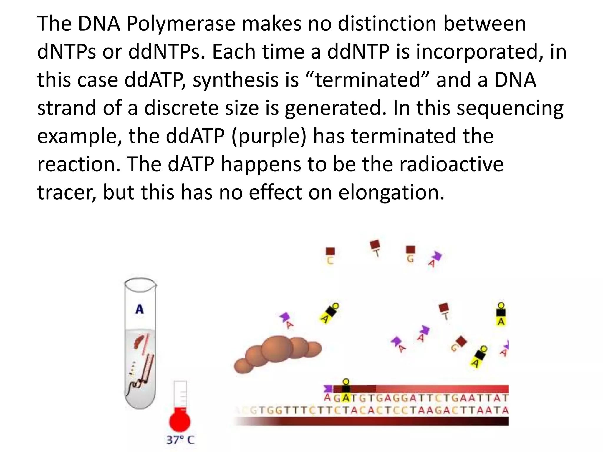 DNA Sequencing- Sanger's Method | PPTX