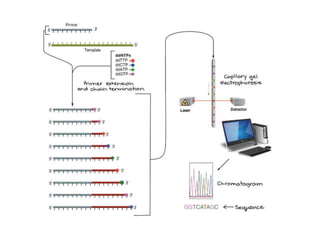 DNA Sequencing- Sanger's Method | PPTX