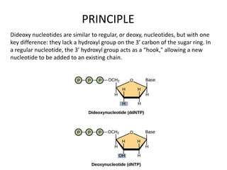 DNA Sequencing- Sanger's Method | PPTX