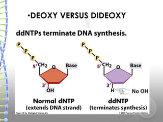 DNA sequencing | PPT