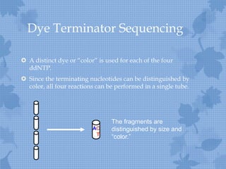 Dna sequencing AND ANALYSIS | PPT
