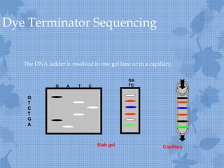 Dna sequencing AND ANALYSIS | PPT