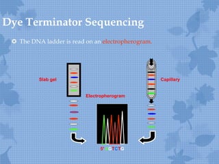 Dna sequencing AND ANALYSIS | PPT