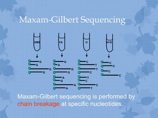 Dna sequencing AND ANALYSIS | PPT
