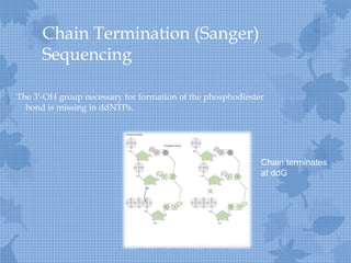 Dna sequencing AND ANALYSIS | PPT