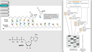 Dna sequencing | PPT