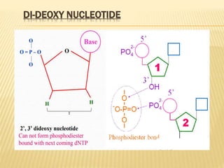 Dna sequencing. | PPTX
