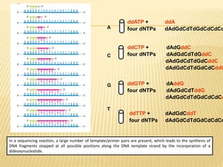 Dna sequencing. | PPTX
