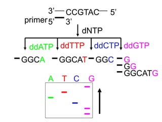 DNA Sequencing.ppt
