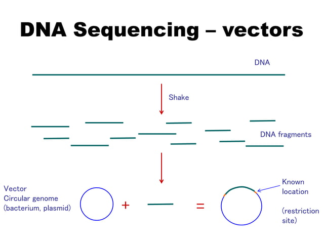 DNA Sequencing.ppt