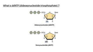 DNA Sequencing.pptx | Chemistry | Science