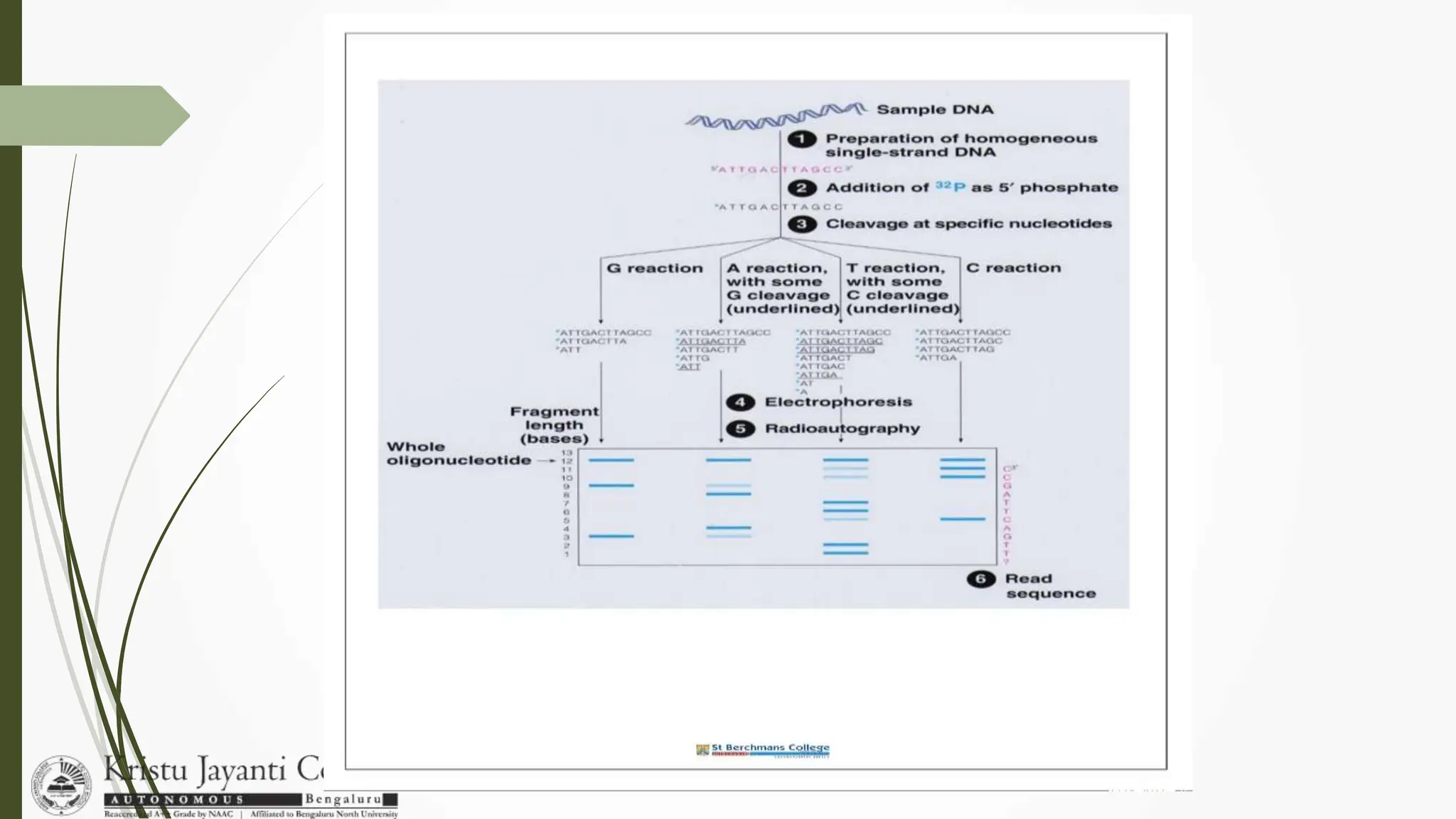 DNA Sequencing.ppt