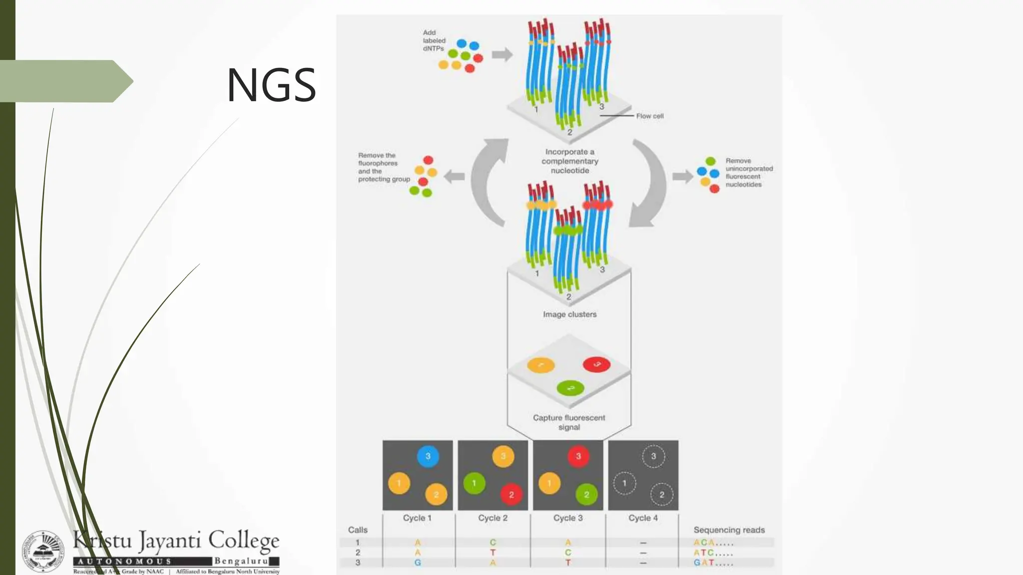 DNA Sequencing.ppt | Free Download