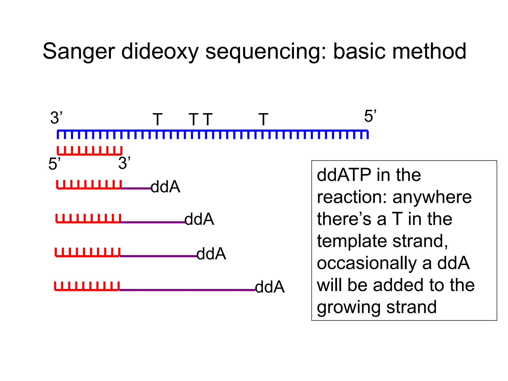 DNA Sequencing - DNA sequencing is like reading the instructions inside ...