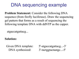 DNA sequencing.ppt...................... | PPT