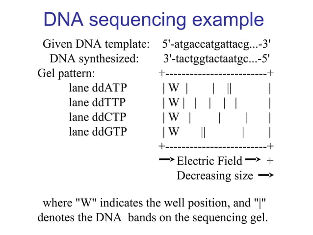 DNA sequencing.ppt...................... | PPT