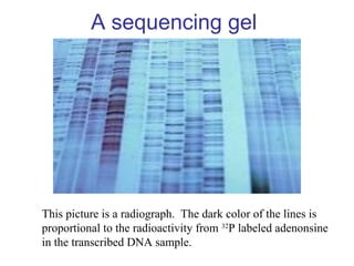 DNA sequencing.ppt...................... | PPT