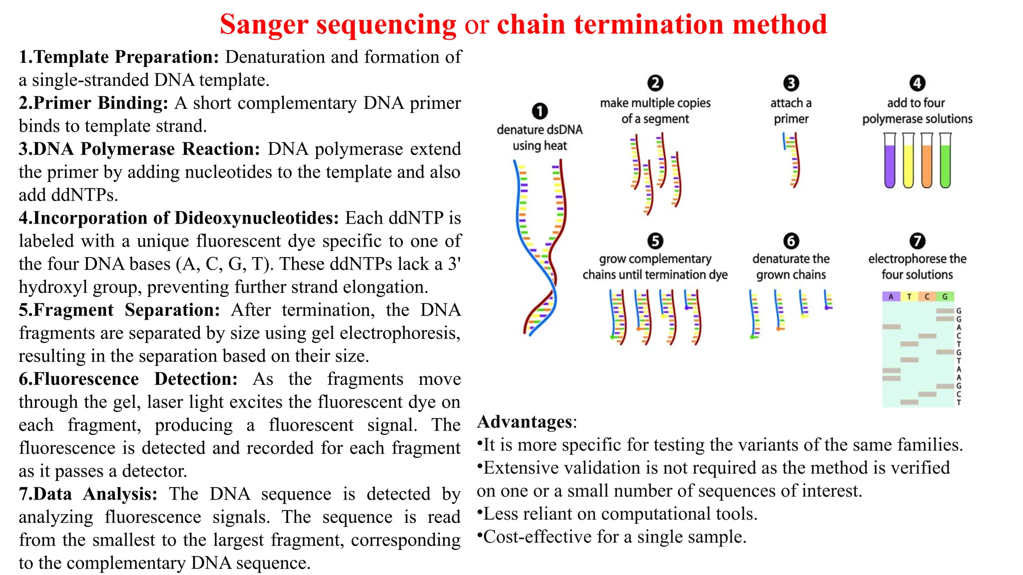 DNA sequencing.pptxnvbxgxgchjvjbkjnknll.m. | PPTX