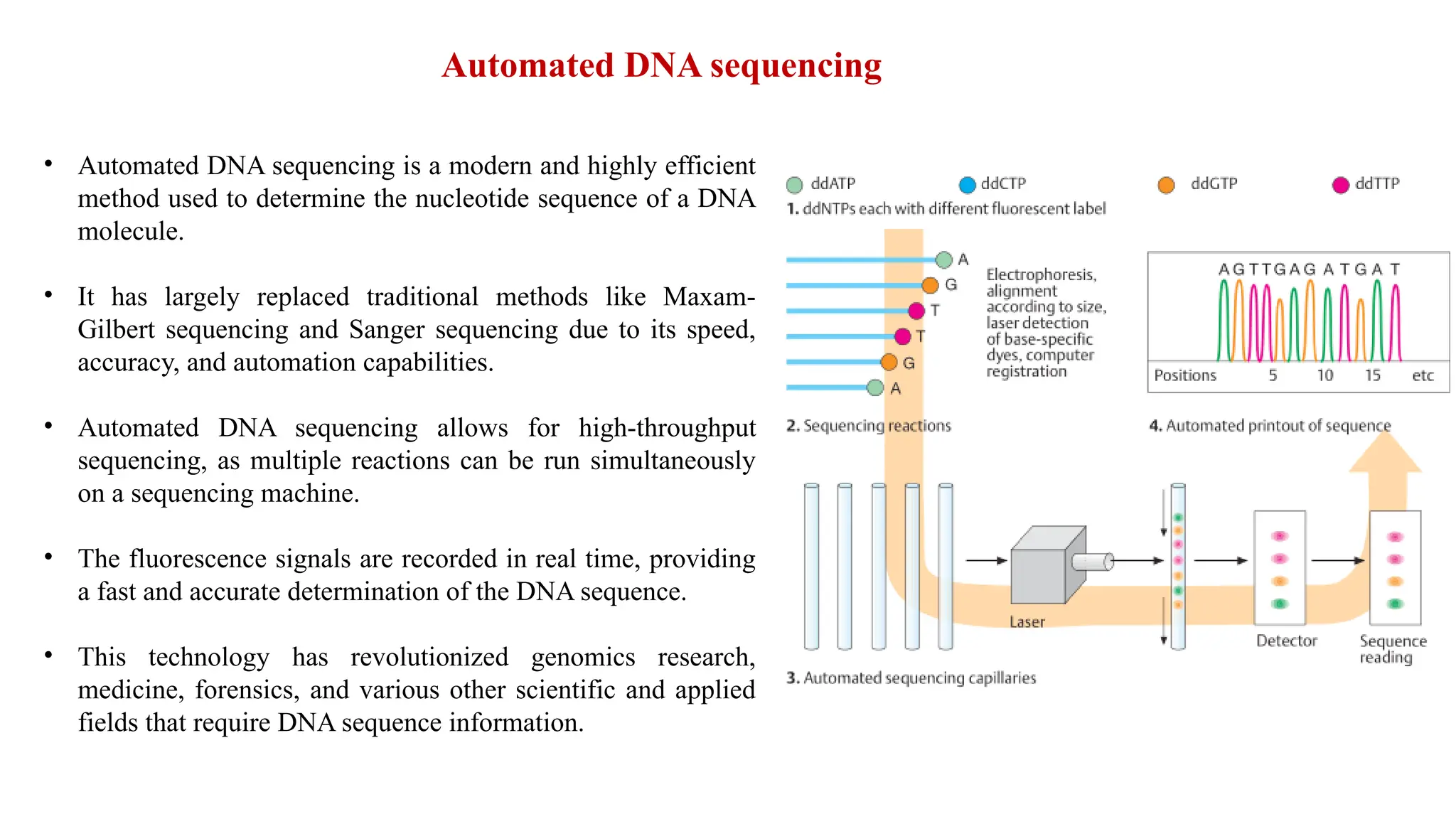 DNA sequencing.pptxnvbxgxgchjvjbkjnknll.m. | PPTX