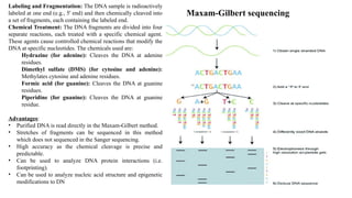 DNA sequencing.pptxnvbxgxgchjvjbkjnknll.m. | PPT