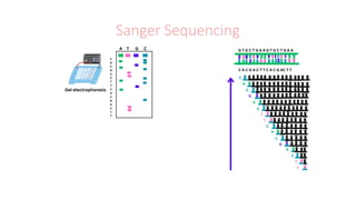 DNA Sequencing- Sanger's Method of DNA Sequencing.pptx