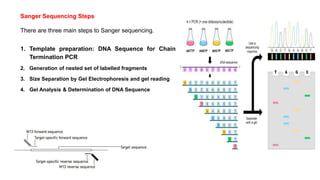DNA sequencing | PDF